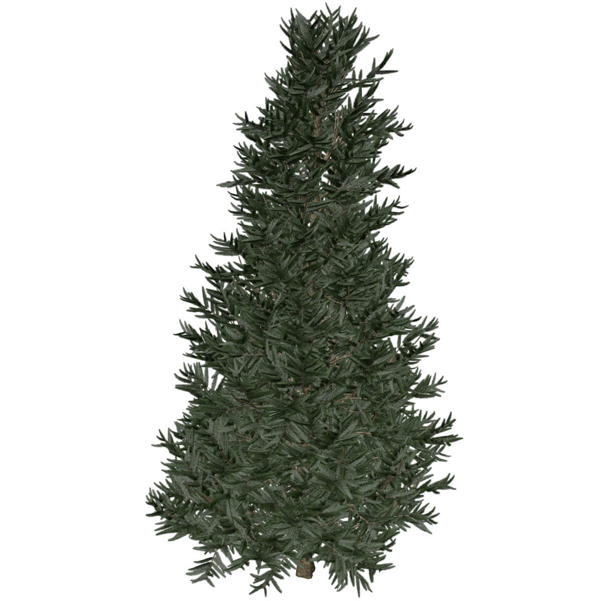 Fraser Fir Tree #05 - 3D Model by AntonioKowatsch
