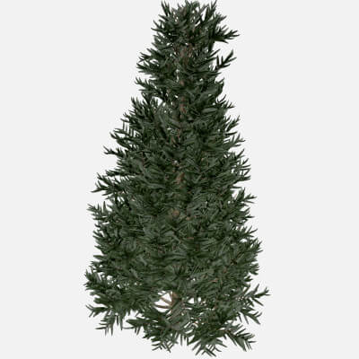 Fraser Fir Anatomy