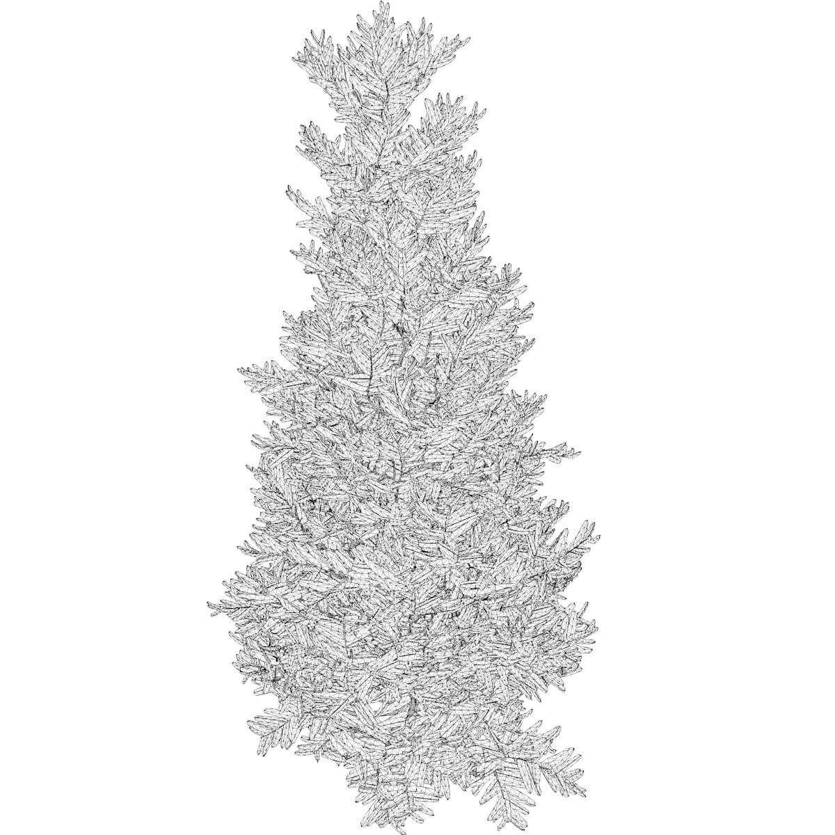 Fraser Fir Tree Collection by AntonioKowatsch