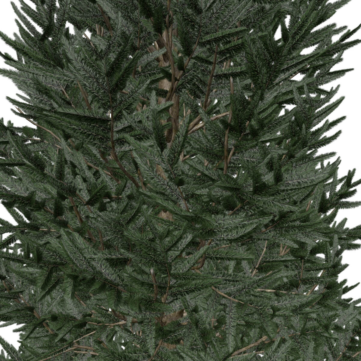 Fraser Fir Tree Collection by AntonioKowatsch