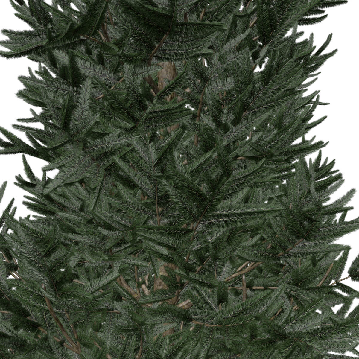 Fraser Fir Tree Collection by AntonioKowatsch