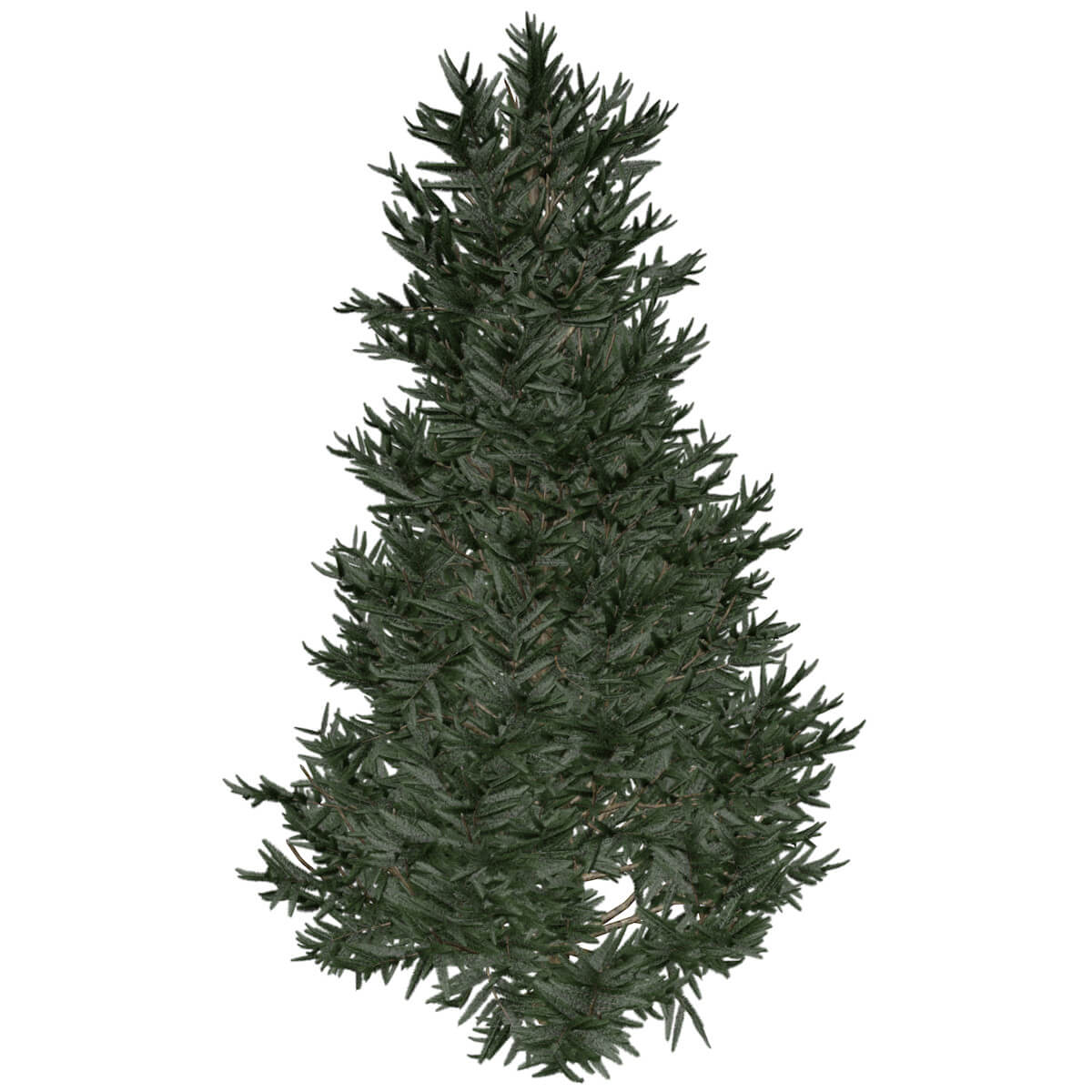 Fraser Fir Tree Collection by AntonioKowatsch