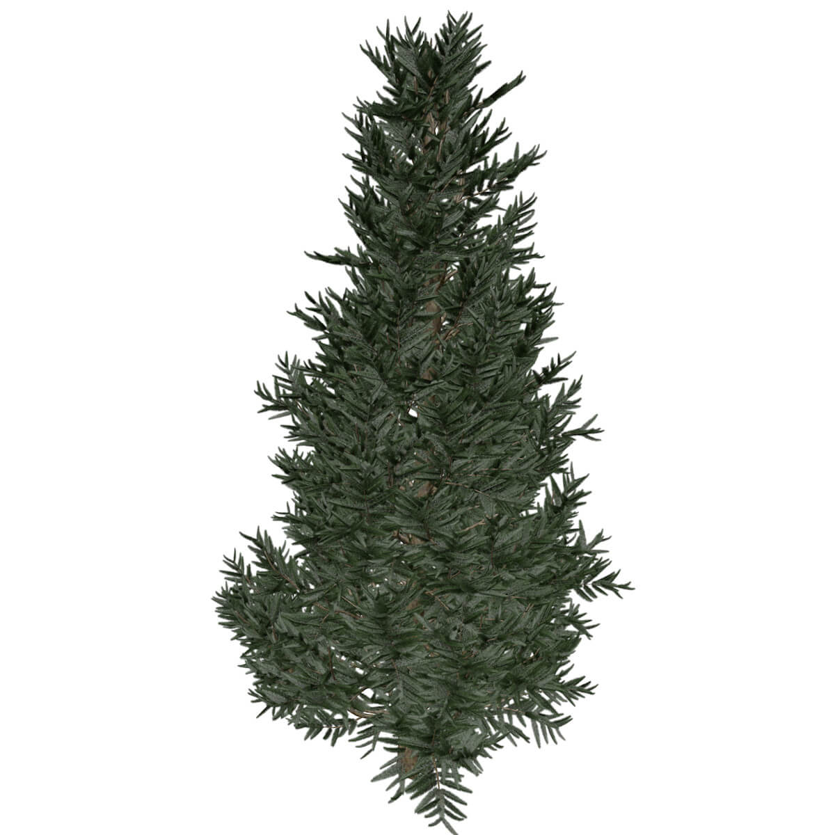 Fraser Fir Tree Collection by AntonioKowatsch