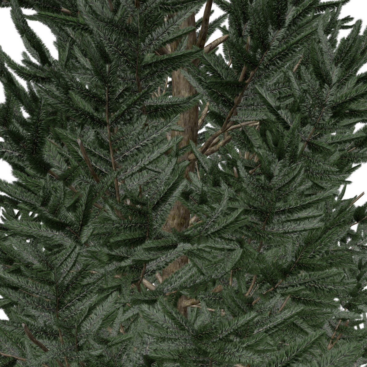 Fraser Fir Tree #10 - 3D Model by AntonioKowatsch