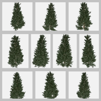 Fraser Fir Tree Collection by AntonioKowatsch