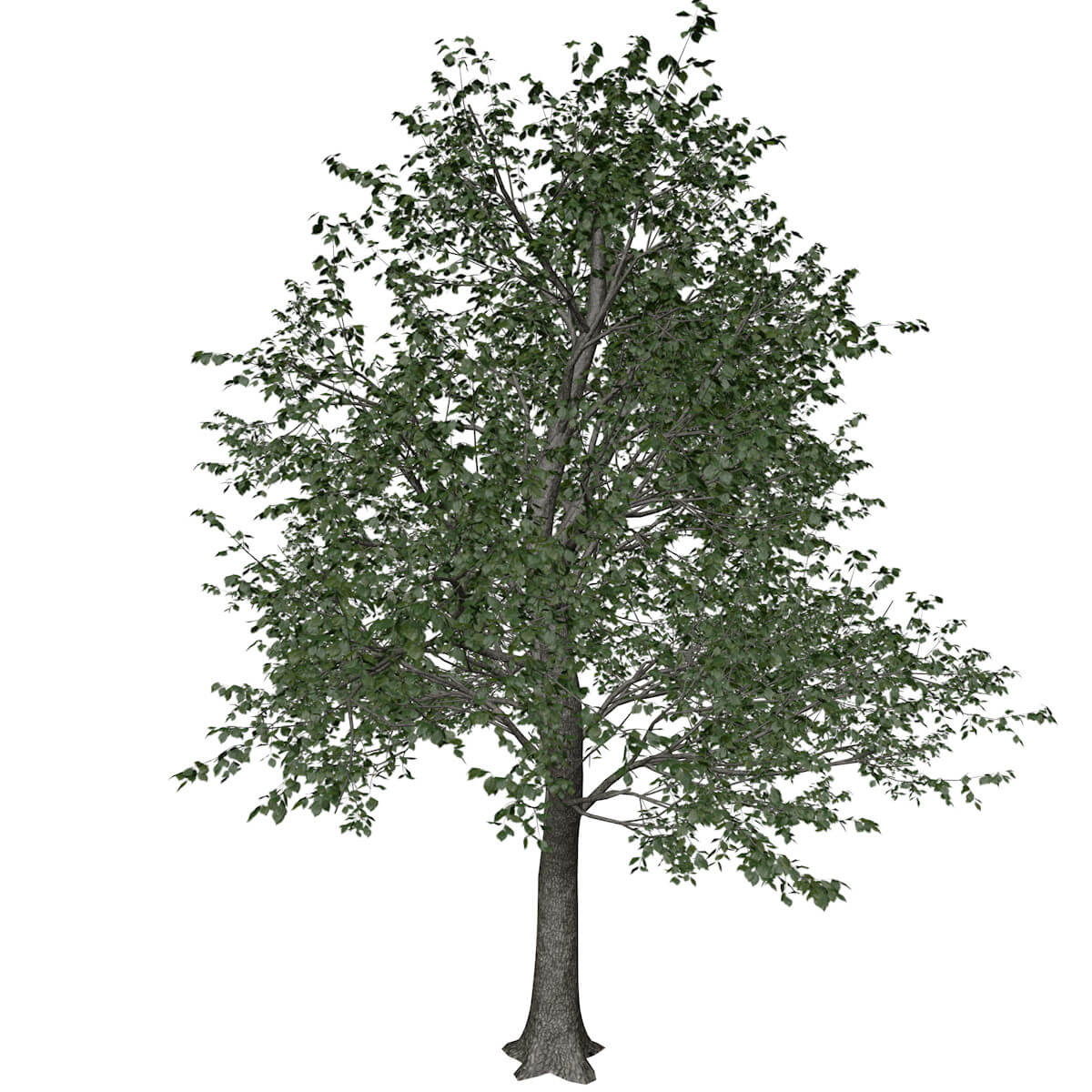 Green Ash Tree #01 - 3D Model by AntonioKowatsch