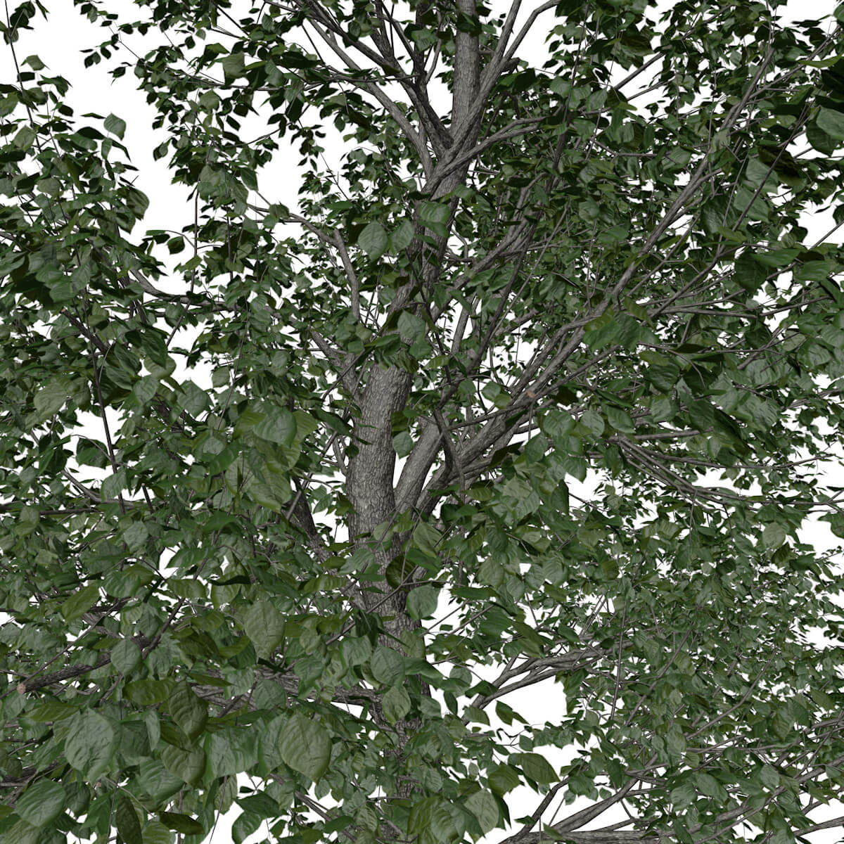 Green Ash Tree Collection by AntonioKowatsch
