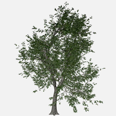 Green Ash Tree #04 - 3D Model by AntonioKowatsch