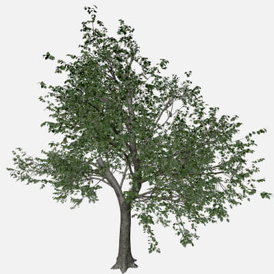 Green Ash Tree #07 - 3D Model by AntonioKowatsch