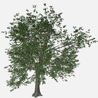 Green Ash Tree #08 - 3D Model by AntonioKowatsch