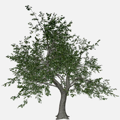 Green Ash Tree #09 - 3D Model by AntonioKowatsch