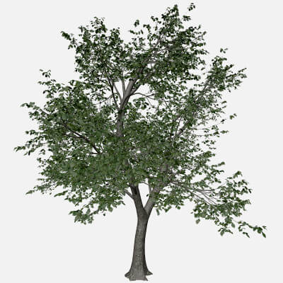 Green Ash Tree #10 - 3D Model by AntonioKowatsch