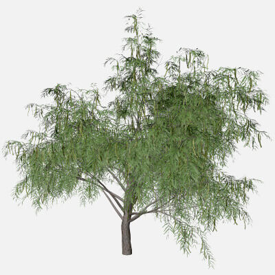 Honey Mesquite Tree #02 - 3D Model by AntonioKowatsch