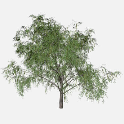 Honey Mesquite Tree #04 - 3D Model by AntonioKowatsch