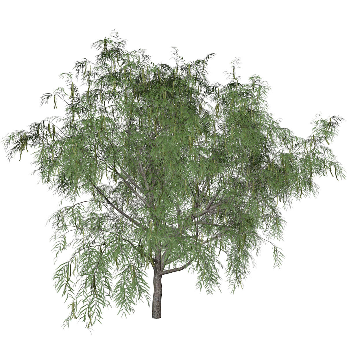 Honey Mesquite Tree Collection by AntonioKowatsch