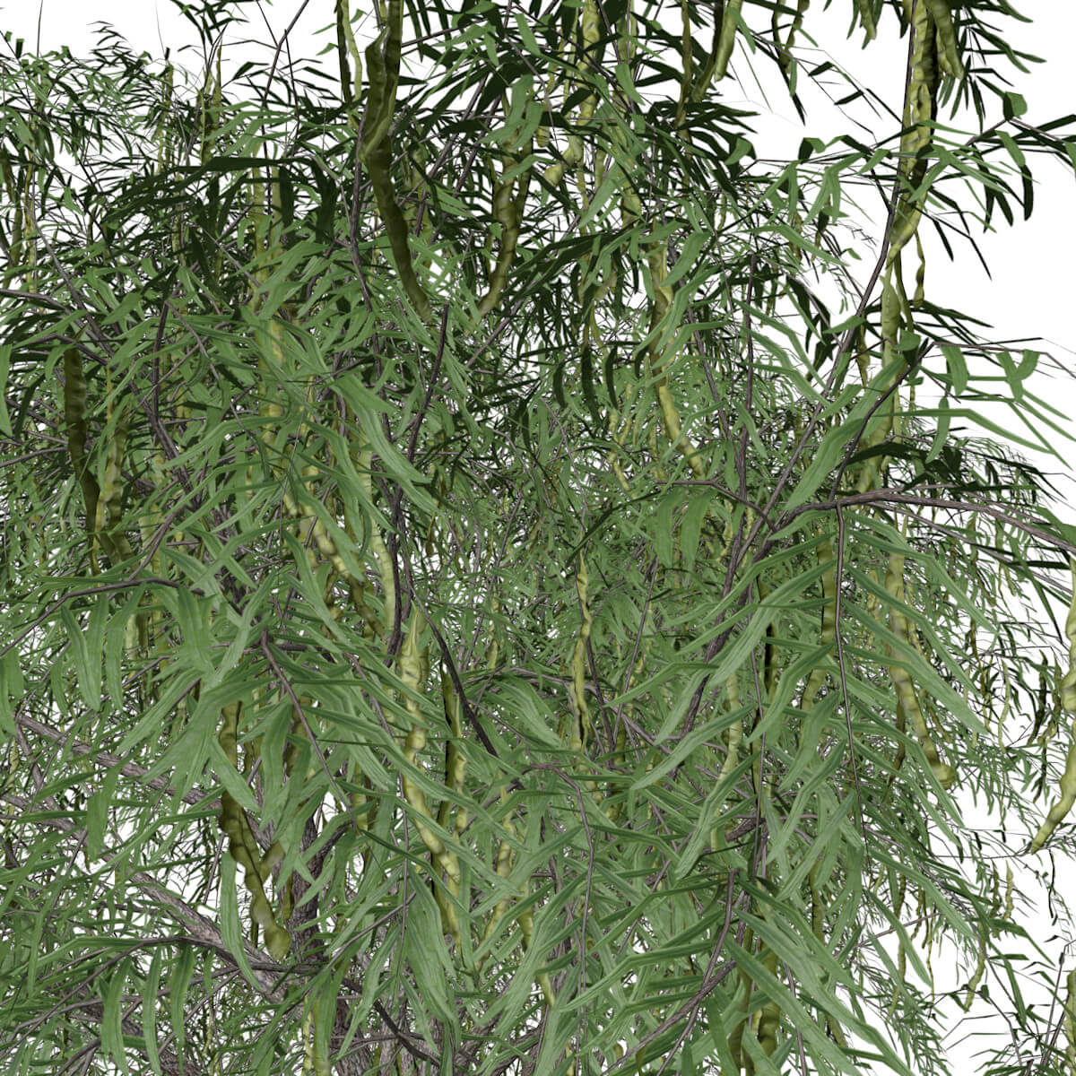 Honey Mesquite Tree #08 - 3D Model by AntonioKowatsch