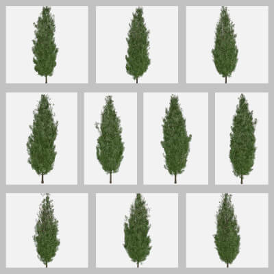 Italian Cypress Tree Collection by AntonioKowatsch