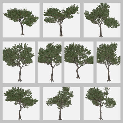 Italian Stone Pine Tree Collection by AntonioKowatsch