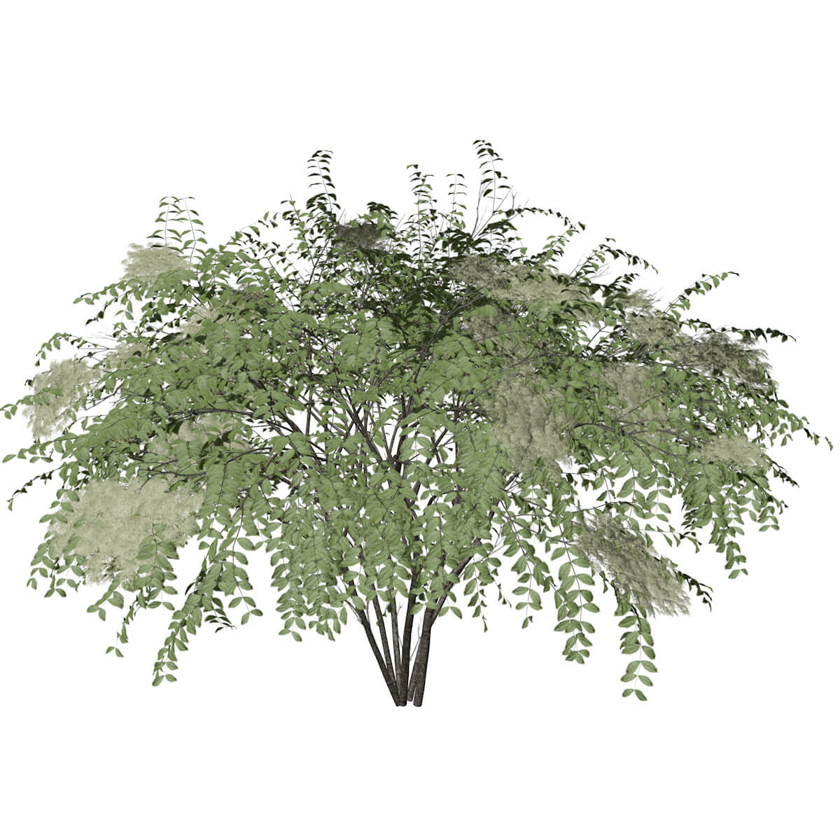 Japanese Angelica Tree #01 - 3D Model by AntonioKowatsch