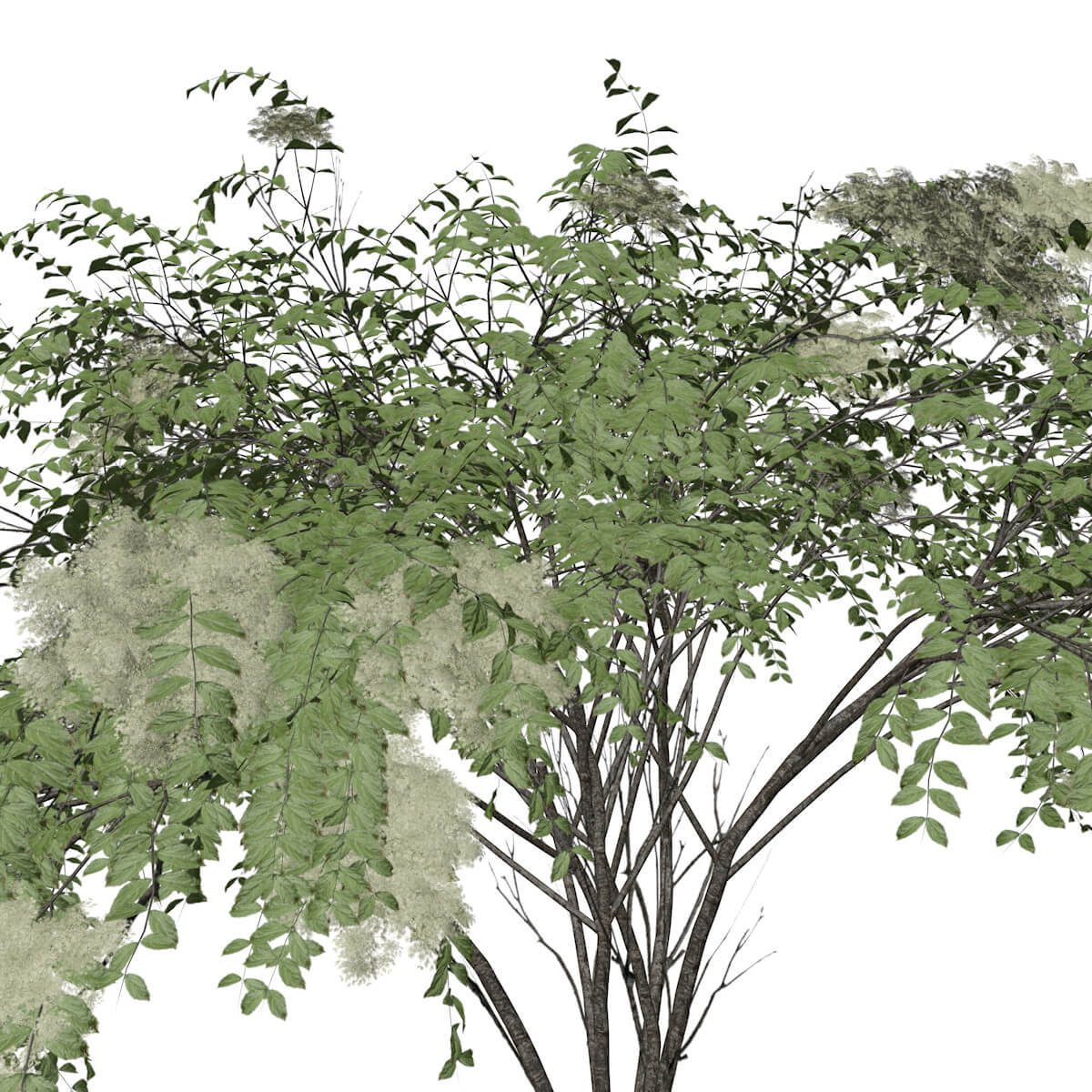 Japanese Angelica Tree #05 - 3D Model by AntonioKowatsch