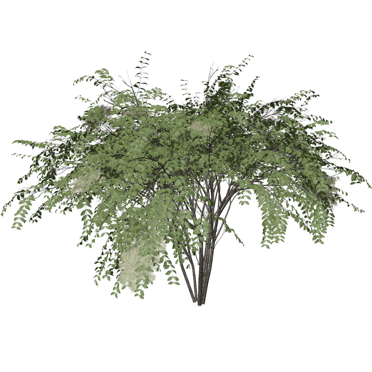 Japanese Angelica Tree Collection by AntonioKowatsch