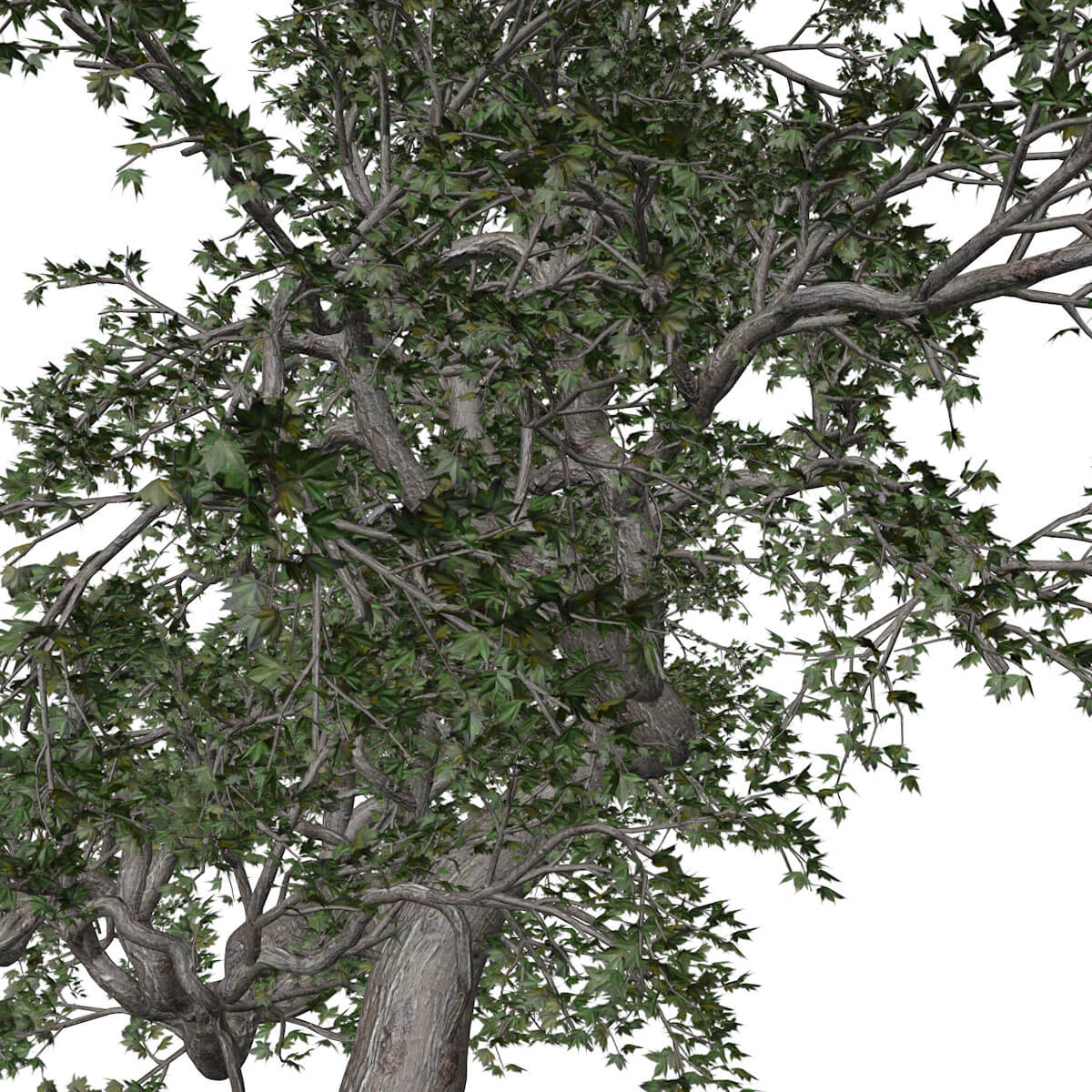 Japanese Maple Tree #02 - 3D Model by AntonioKowatsch