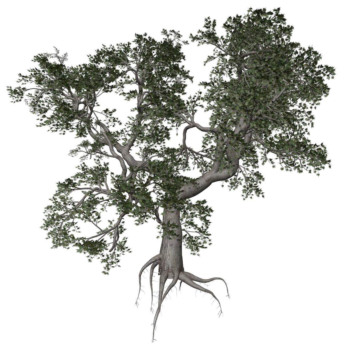 Japanese Maple Tree #03 - 3D Model by AntonioKowatsch