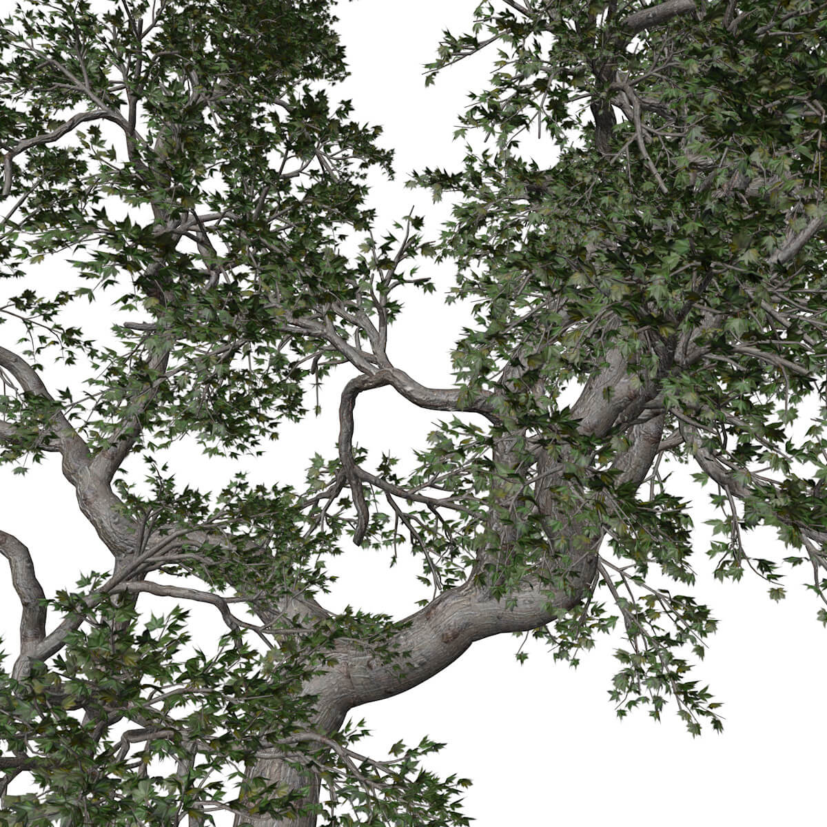 Japanese Maple Tree #03 - 3D Model by AntonioKowatsch