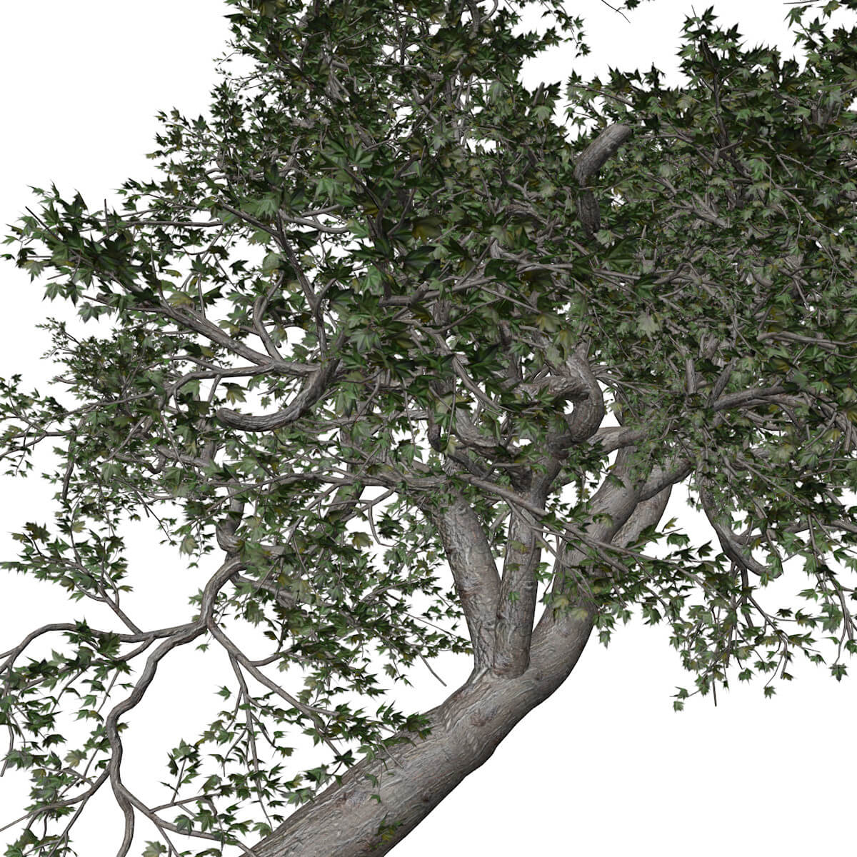 Japanese Maple Tree #05 - 3D Model by AntonioKowatsch