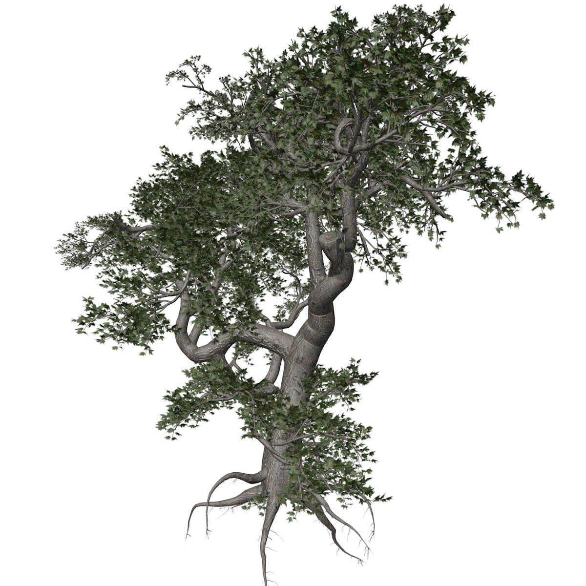 Japanese Maple Tree #07 - 3D Model by AntonioKowatsch