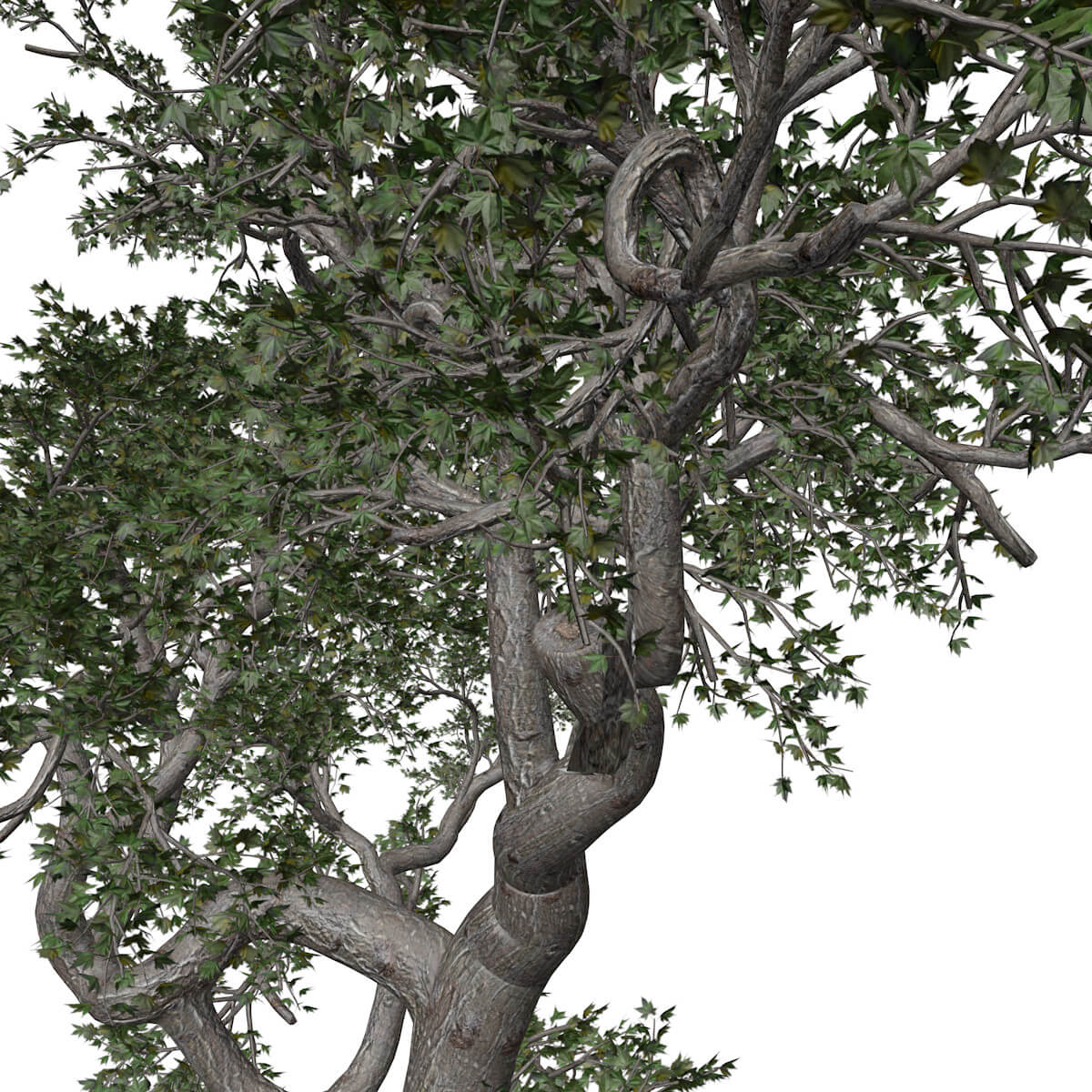 Japanese Maple Tree #07 - 3D Model by AntonioKowatsch