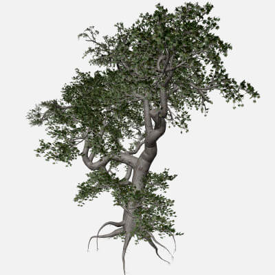 Japanese Maple Tree #07 - 3D Model by AntonioKowatsch