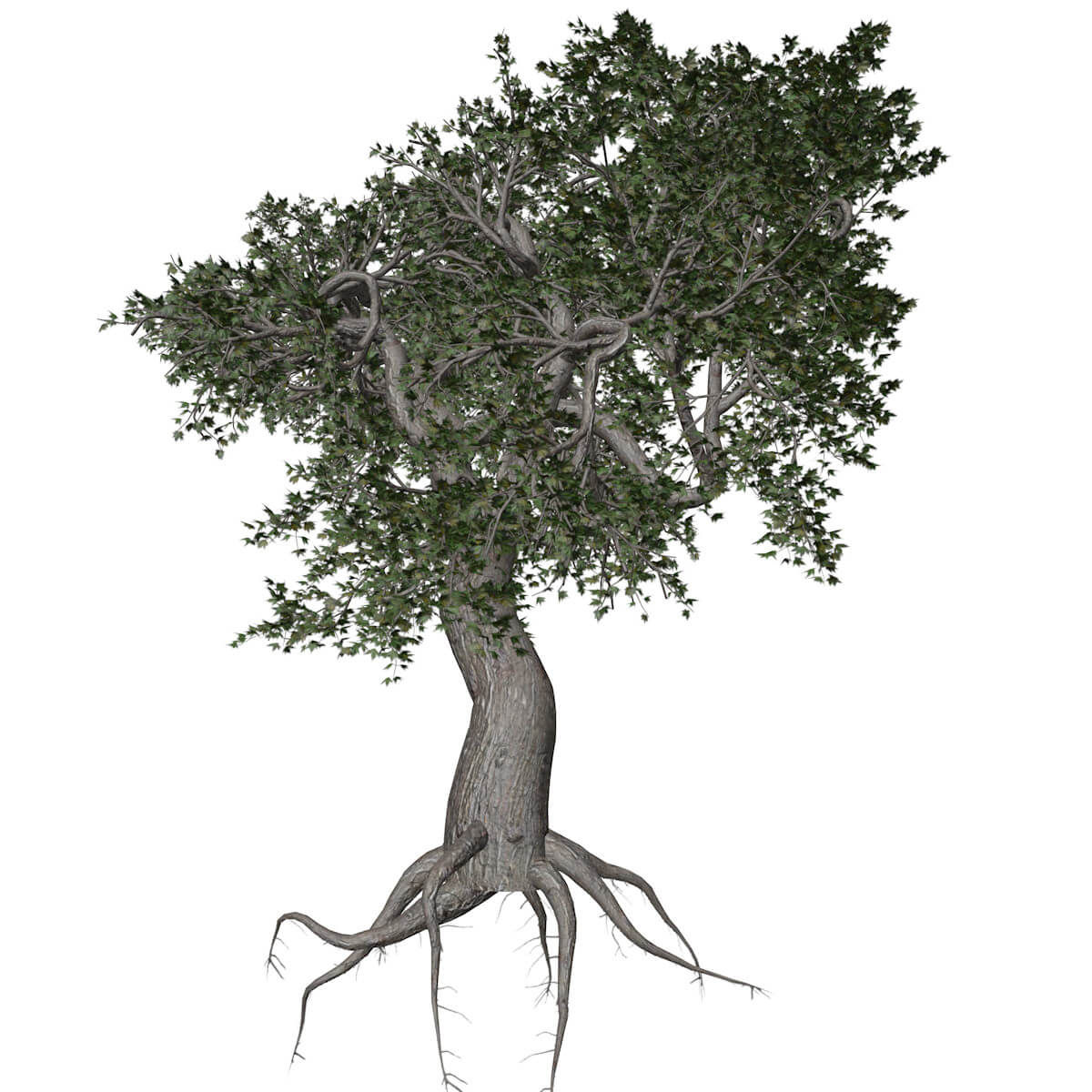 Japanese Maple Tree #08 - 3D Model by AntonioKowatsch