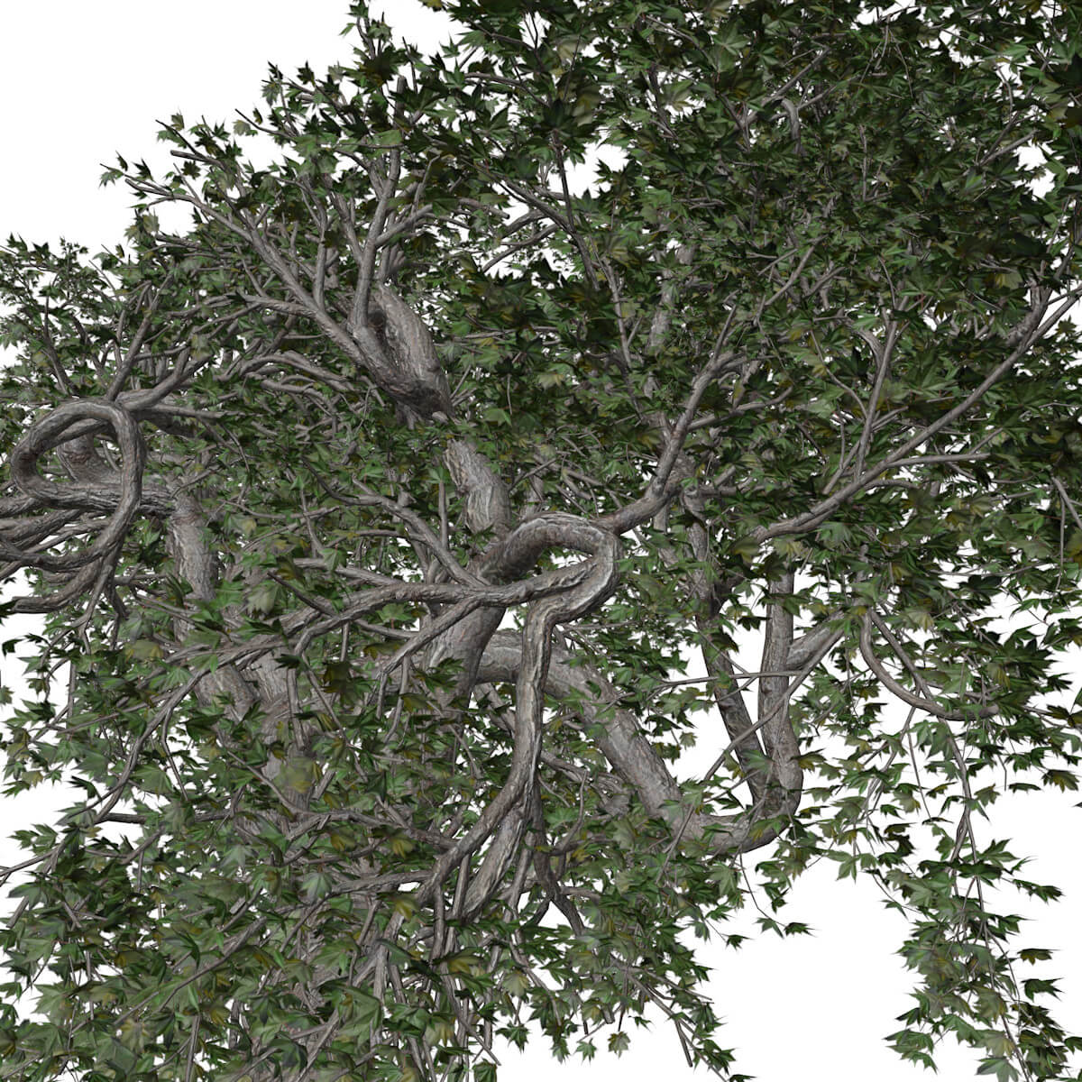 Japanese Maple Tree #08 - 3D Model by AntonioKowatsch
