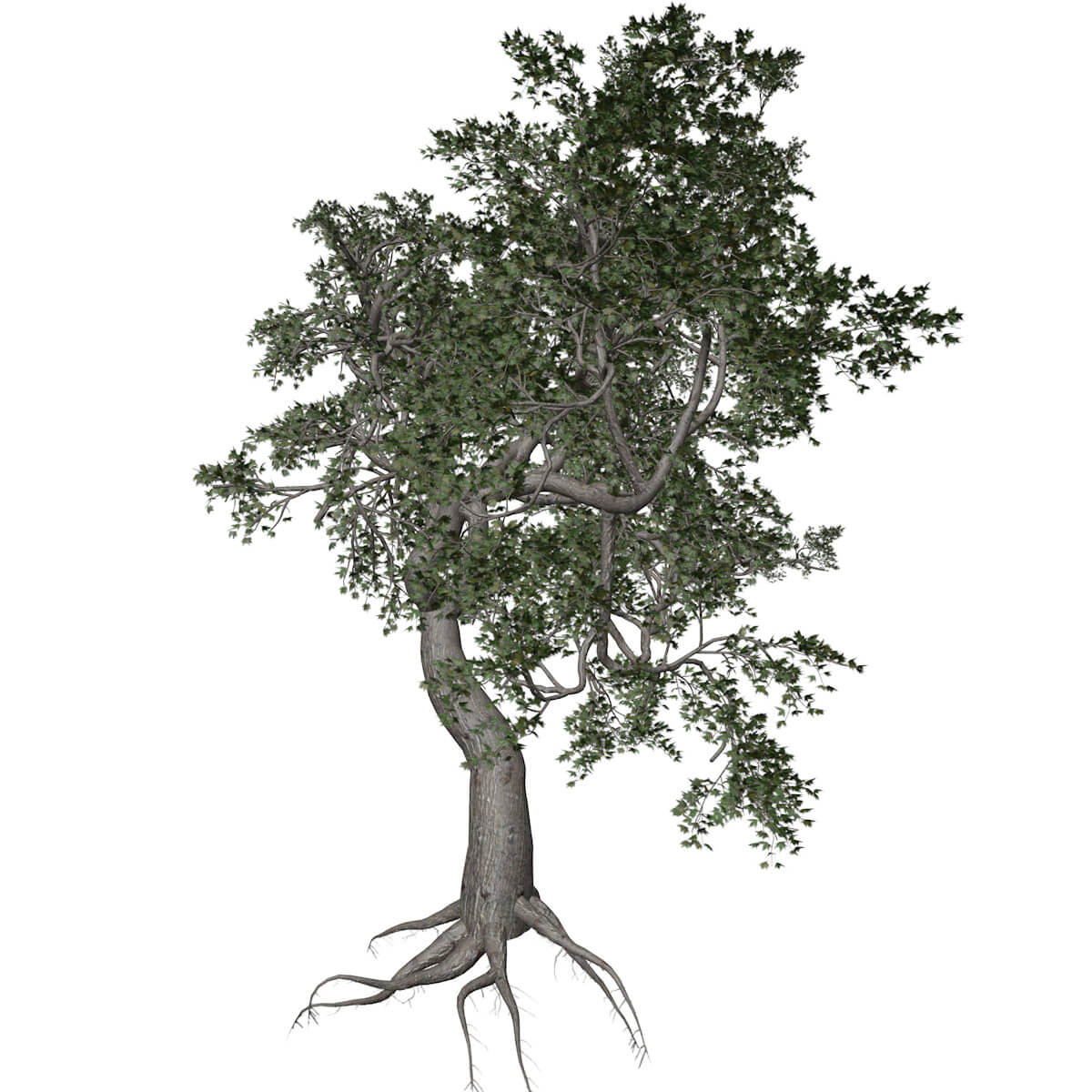 Japanese Maple Tree #09 - 3D Model by AntonioKowatsch