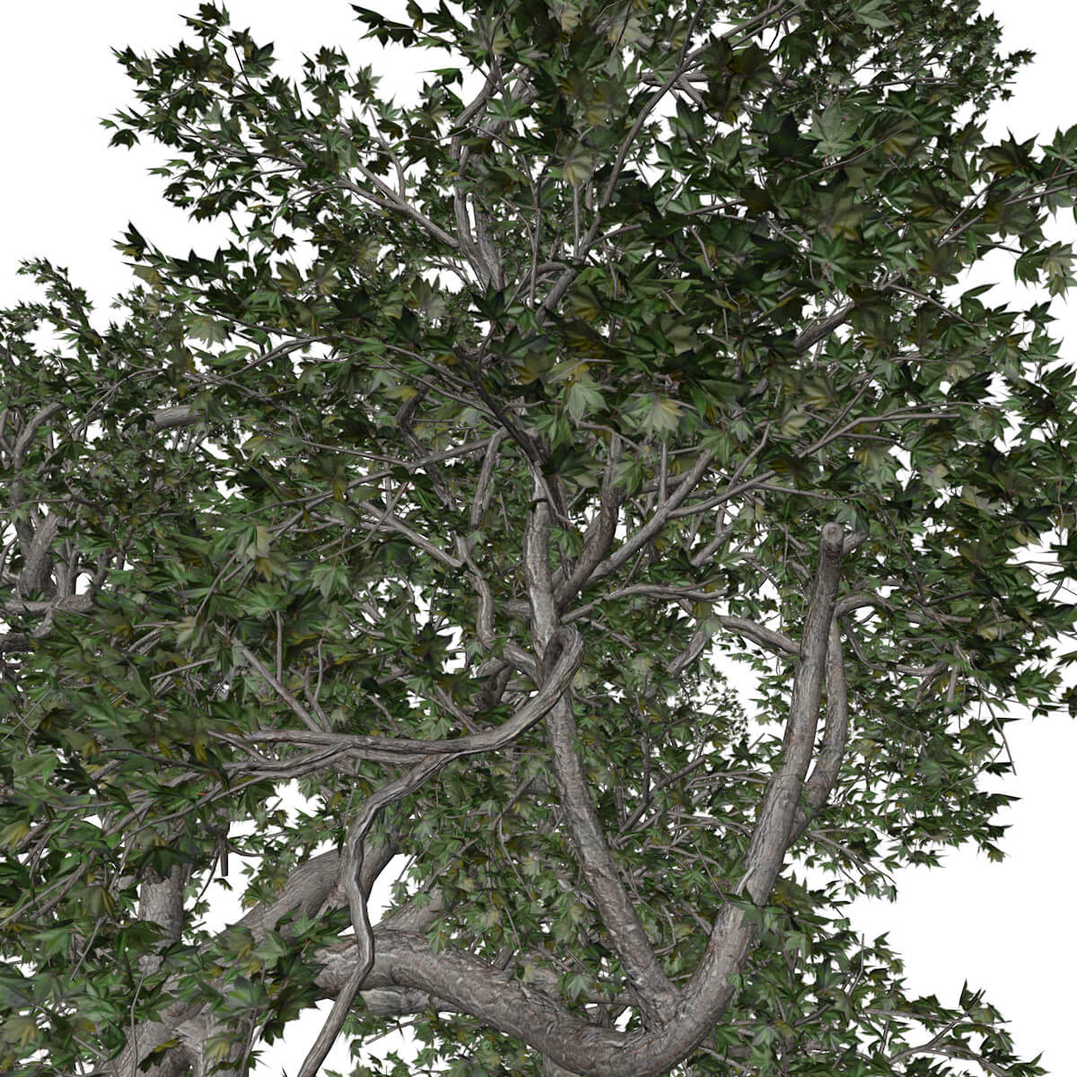 Japanese Maple Tree #09 - 3D Model by AntonioKowatsch