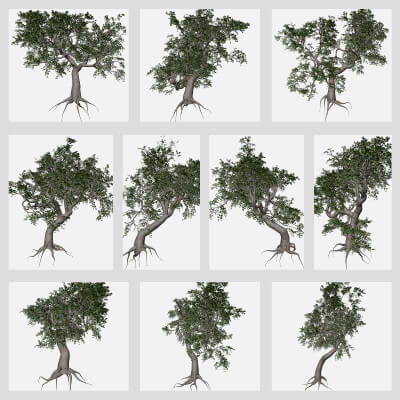 Japanese Maple Tree Collection by AntonioKowatsch