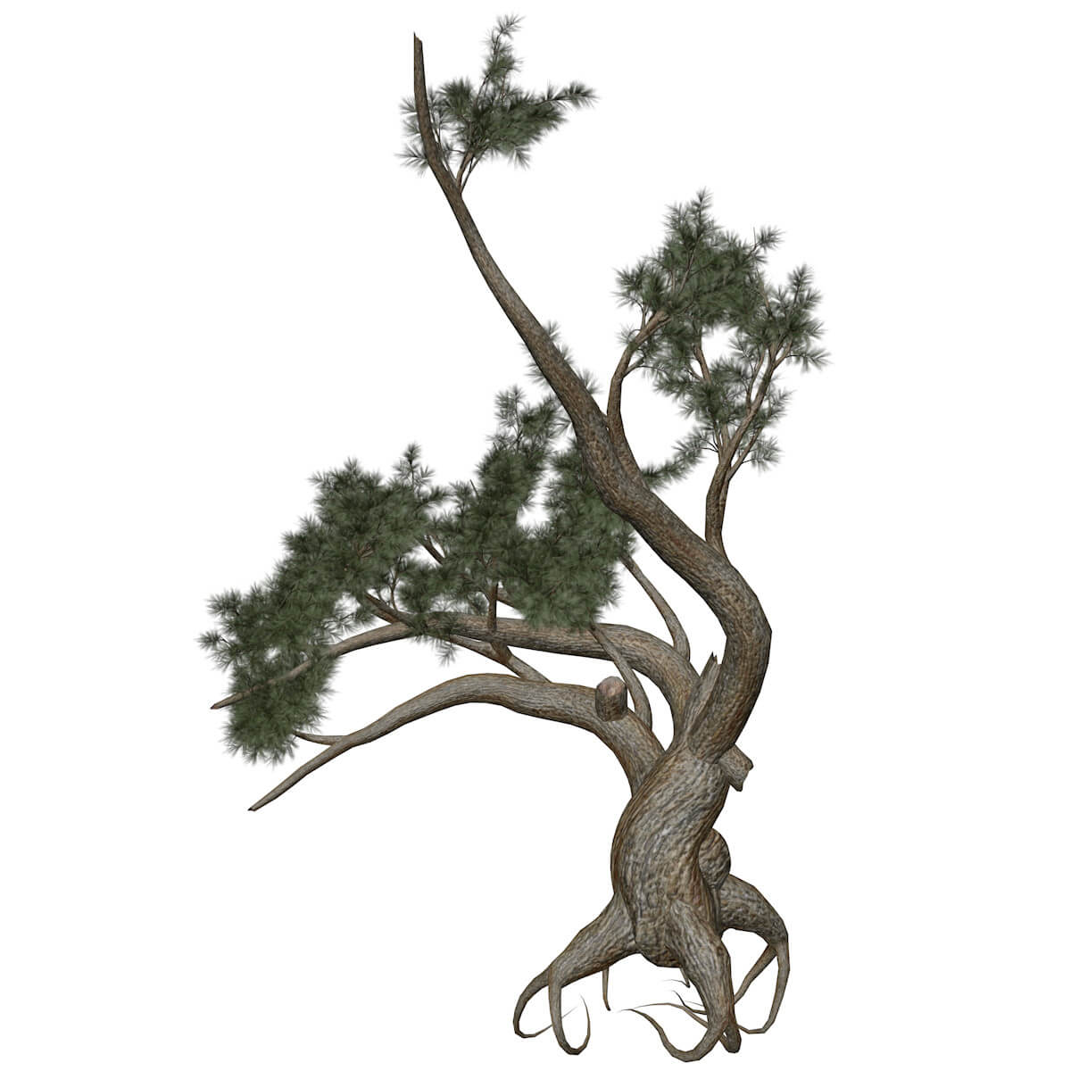 Jeffrey Pine Tree Collection by AntonioKowatsch