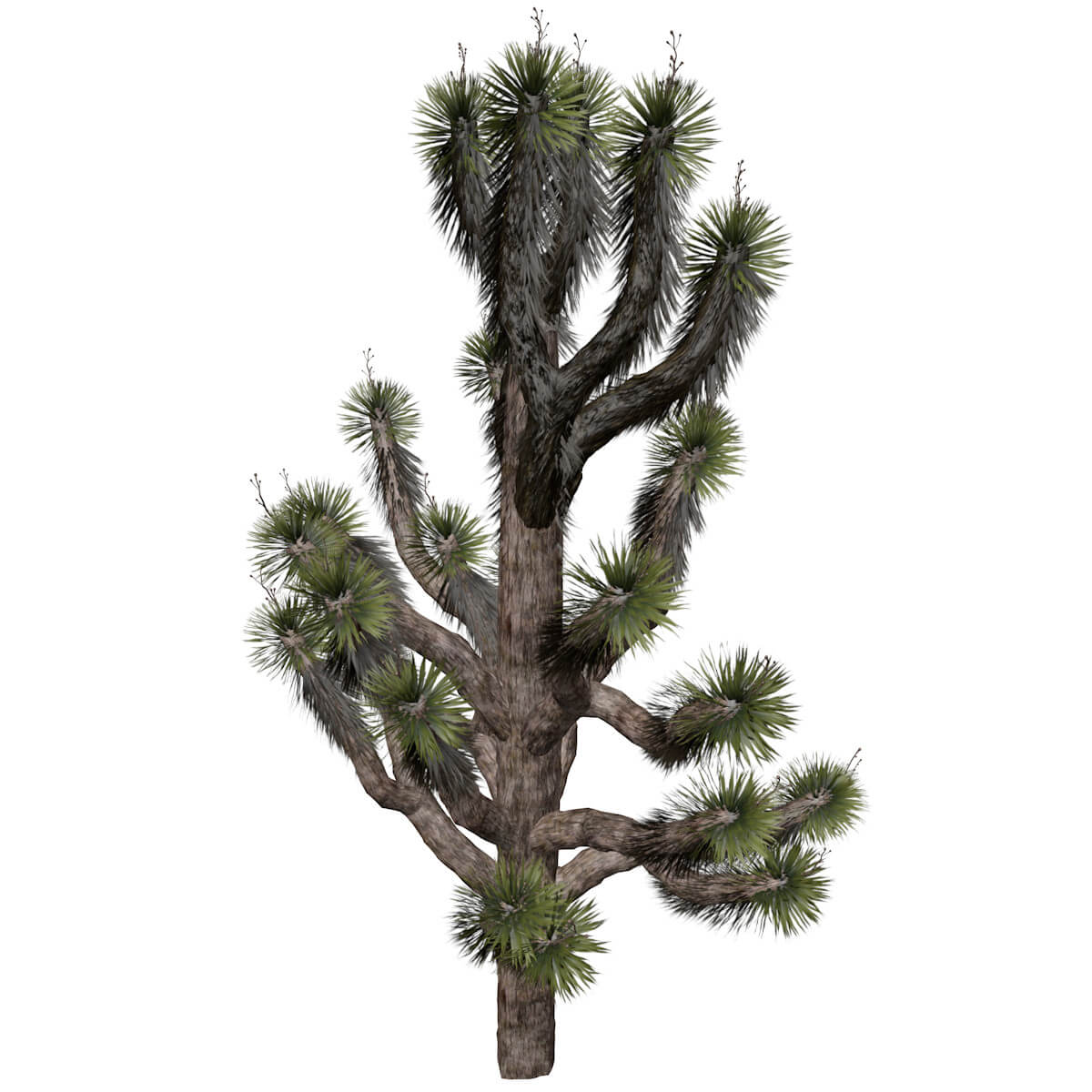 Joshua Tree #01 - 3D Model by AntonioKowatsch