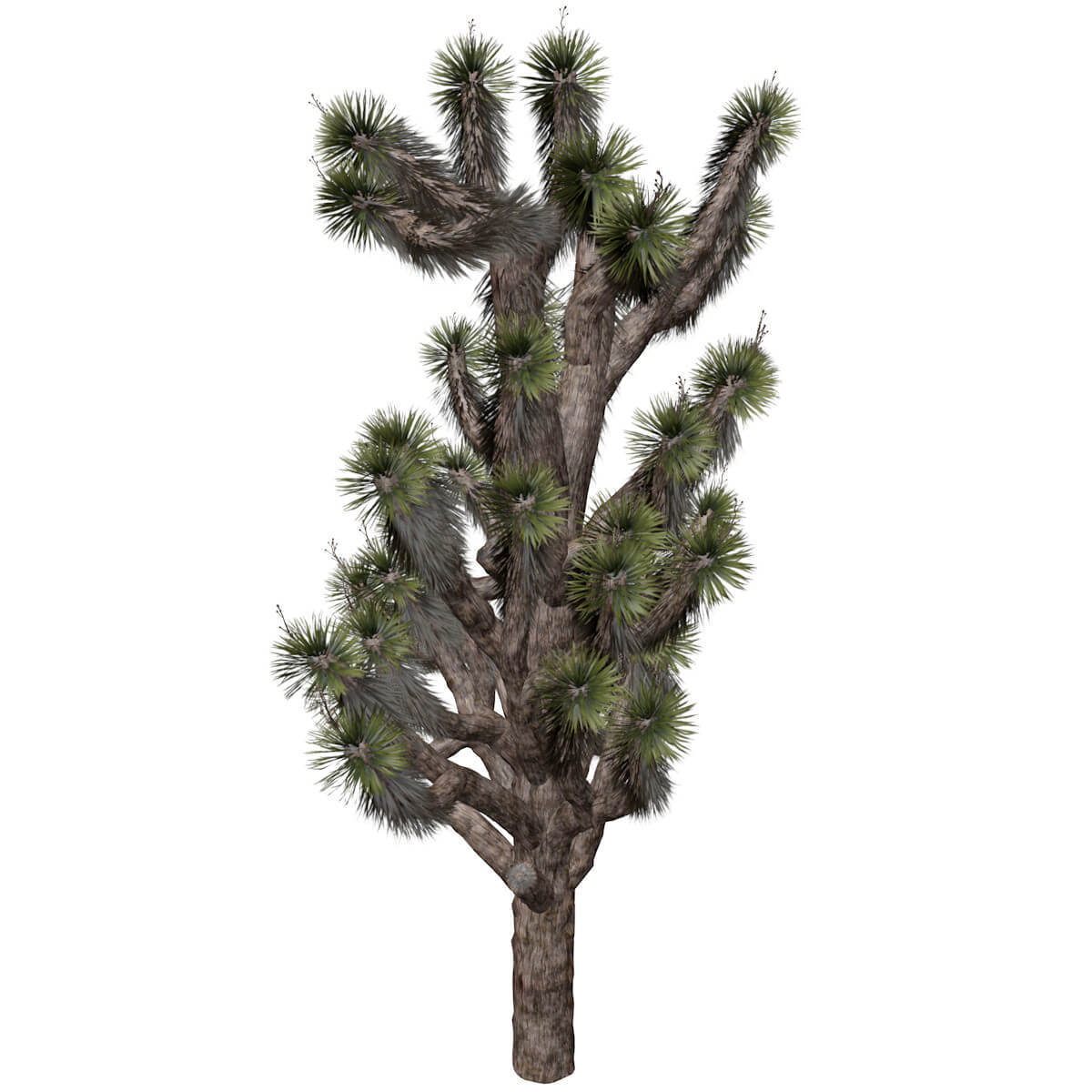 Joshua Tree #02 - 3D Model by AntonioKowatsch