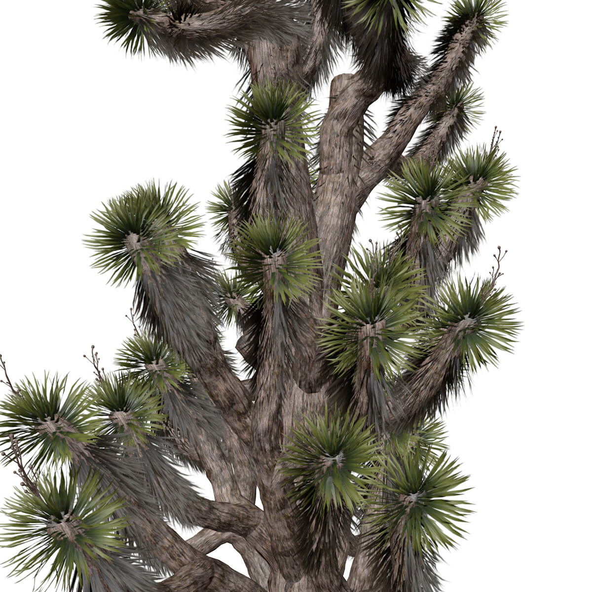 Joshua Tree #02 - 3D Model by AntonioKowatsch