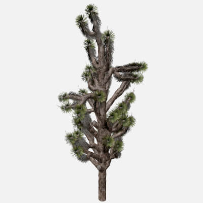 Joshua Tree #04 - 3D Model by AntonioKowatsch
