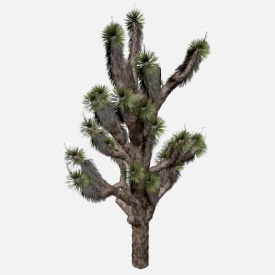 Joshua Tree #05 - 3D Model by AntonioKowatsch