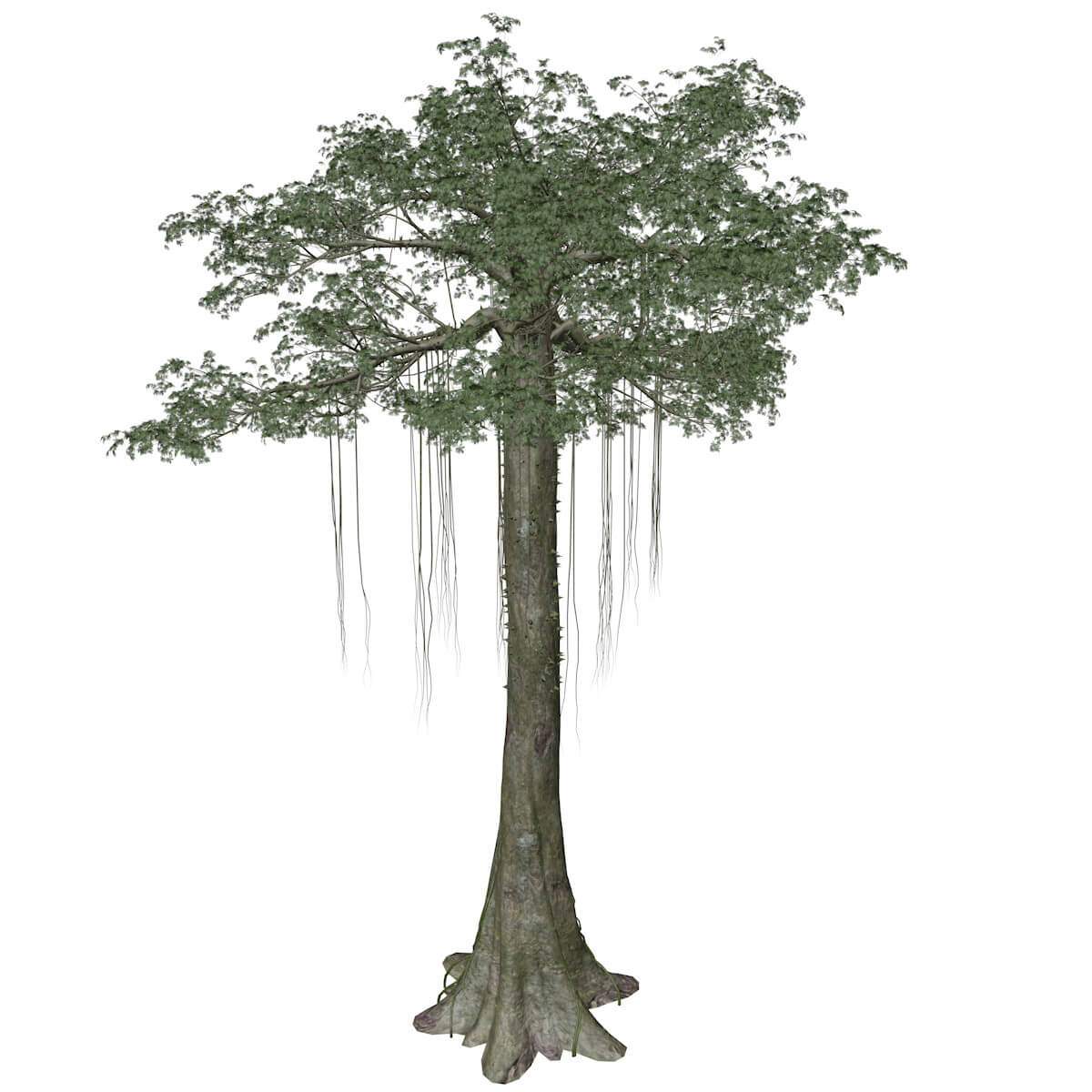 Kapok Tree Collection by AntonioKowatsch