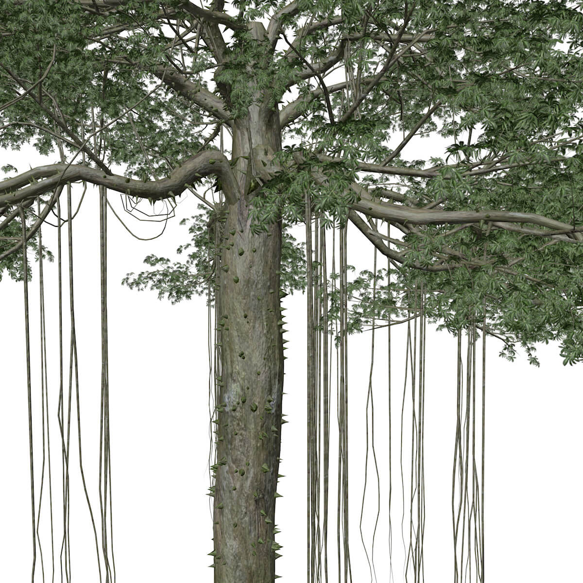 Kapok Tree Collection by AntonioKowatsch