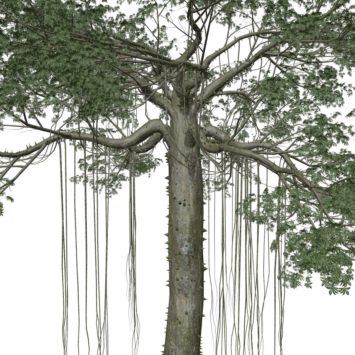 Kapok Tree Collection by AntonioKowatsch