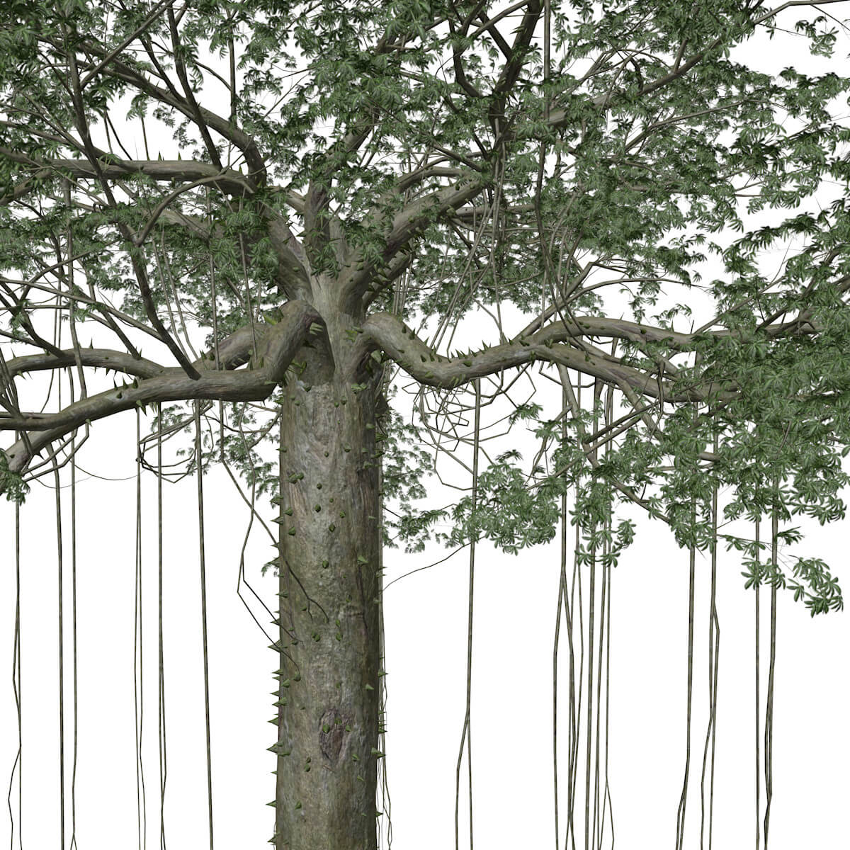 Kapok Tree Collection by AntonioKowatsch