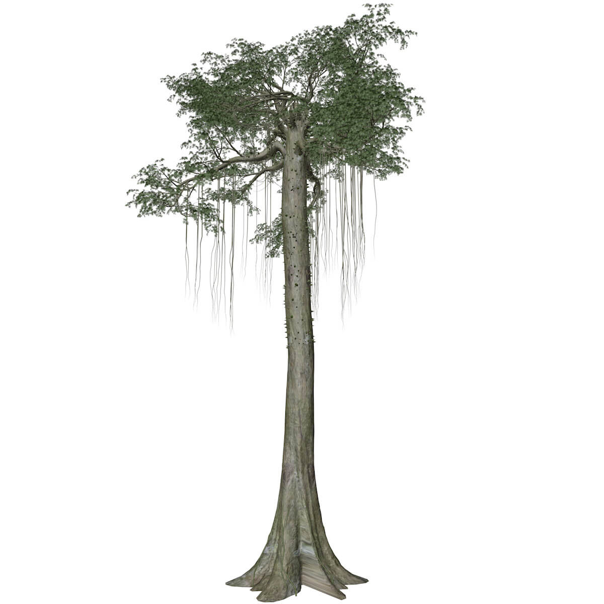 Kapok Tree Collection by AntonioKowatsch