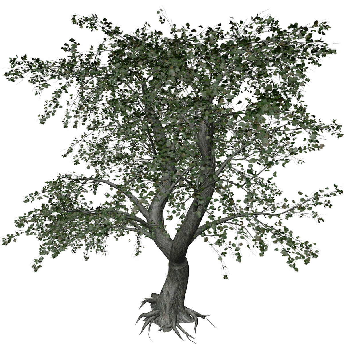 Katsura Tree Collection by AntonioKowatsch