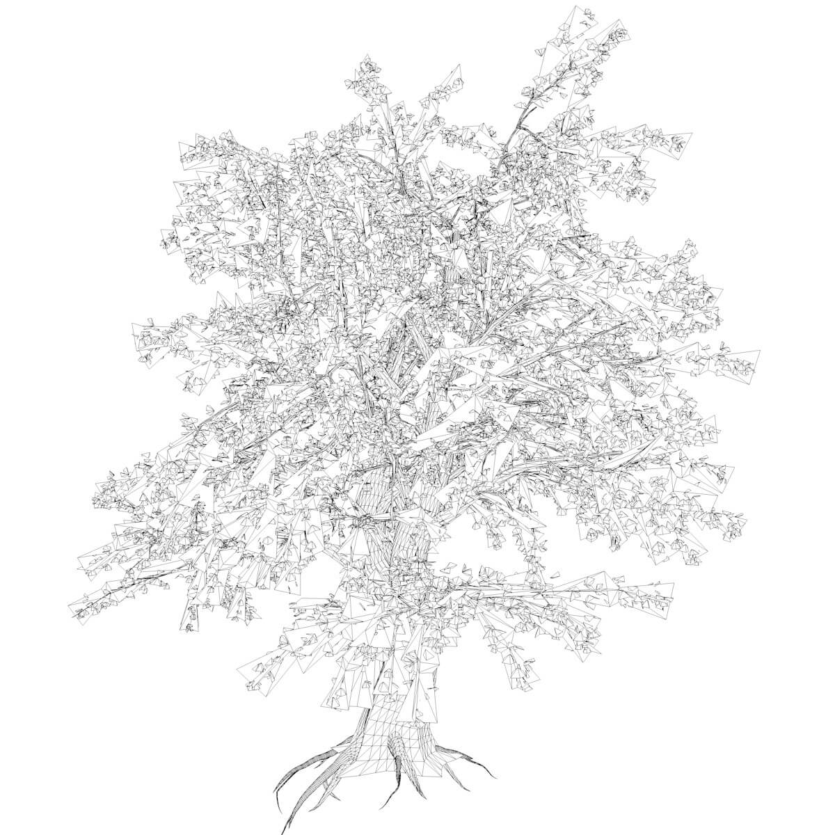 Katsura Tree Collection by AntonioKowatsch